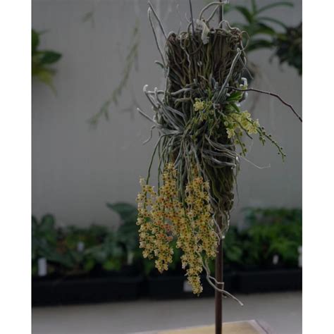Jual Anggrek Hantu Orchid Bungatanamangarden Shopee Indonesia