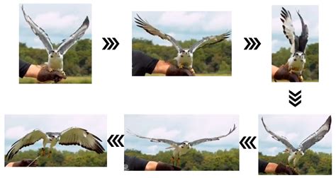 Structural Design And Kinematic Modeling Of Highly Biomimetic Flapping Wing Aircraft With
