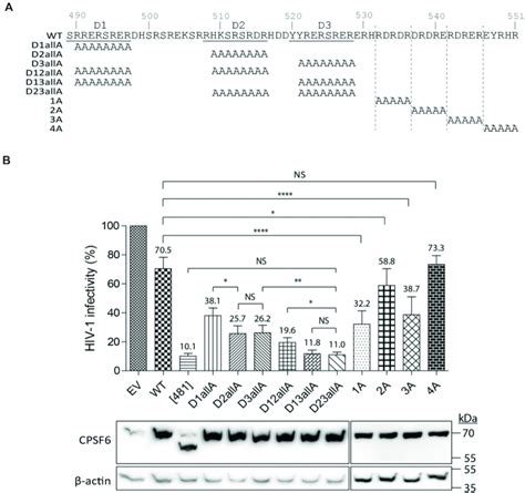 Differential Role For Phosphorylation In Alternative Polyadenylation