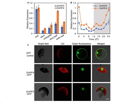 Gene Expression And Protein Subcellular Localization Of Zmpif4 And