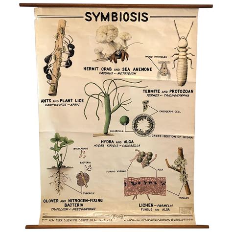 Rat Wall Chart By Paul Pfurtscheller For Sale At Stdibs
