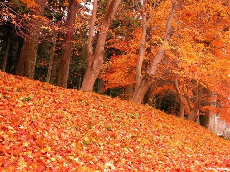 中国图库 植物 枫叶