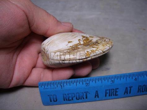 Fossilized Clam E The Stones Bones Collection