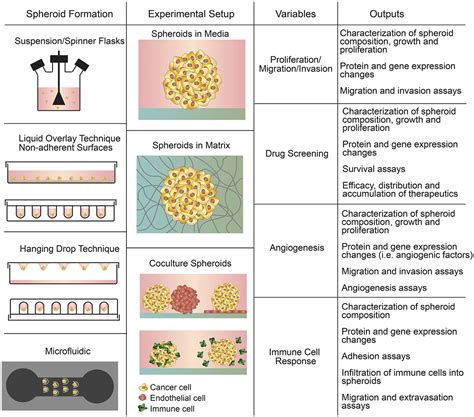 D Tumor Spheroid Assays Creative Bioarray