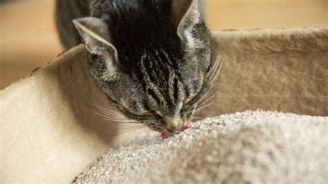 How Can I Prevent My Dog From Eating Cat Poop