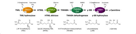 Schematic Illustration Of L Carnitine Synthesis From The Precursor