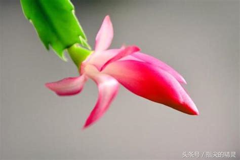 單反攝影常見植物花卉 蟹爪蘭 每日頭條