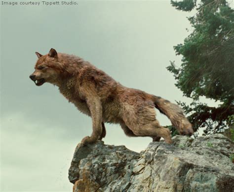 Twilight Saga Wolves The Twilight Saga Vampireswolves Photo