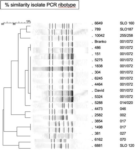 Dendrogramic Representation Of The Twenty One Isolate Of Clostridium Download Scientific