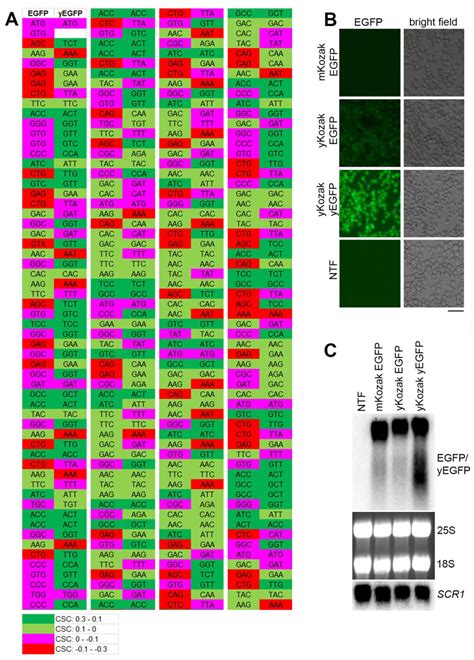 The Steady State Level Of The Model Rna Is Unaffected By Its Suboptimal