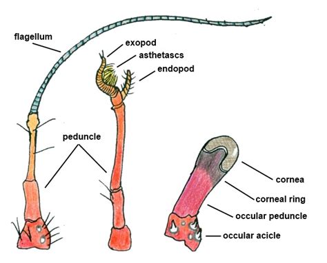 Coenobita Antennae The Crabstreet Journal