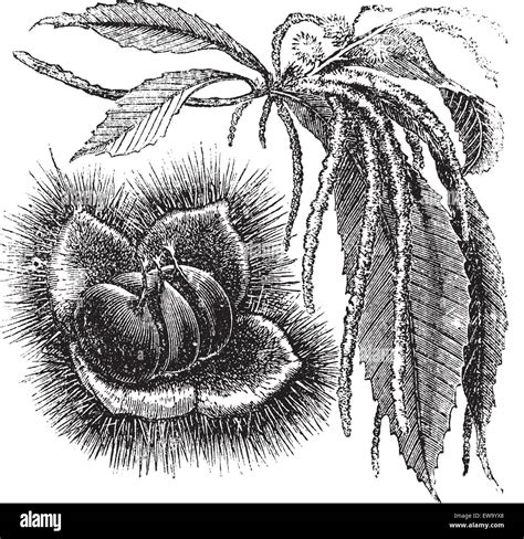 Castanea Sp Stock Vector Images Alamy