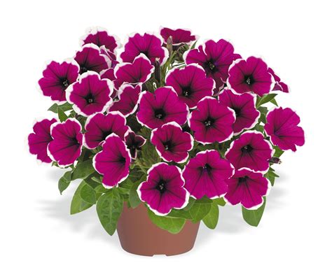 Petunia - Gartenbau Bongartz
