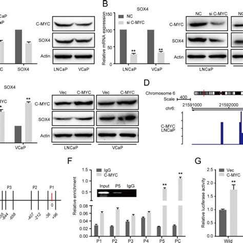 SOX4 Is A Direct Target Of C MYC In PCa A QRT PCR Left And Western