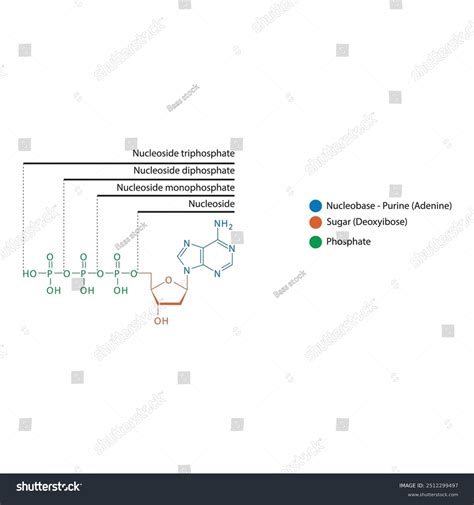 Diagram Nucleoside Deoxyadenosine Mono Di Trip Stock Vector Royalty Free 2512299497 Shutterstock