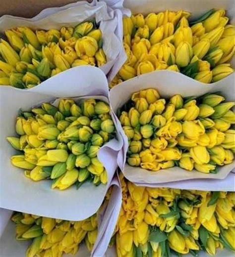 Тюльпаны к 8 марта оптом купить Растения Festima Ru частные объявления