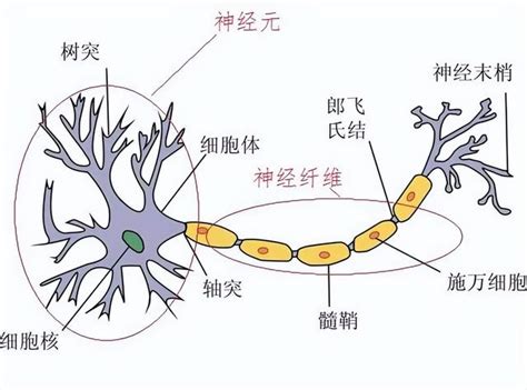 神經系統常見術語釋義 每日頭條
