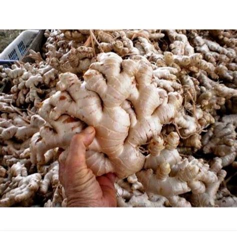 Jual Jahe Besar Jahe Gajah Shopee Indonesia