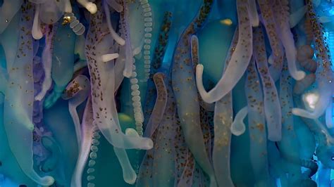 Exploring The Underwater World 4k Uhd Blue Planet Ii Bbc Earth