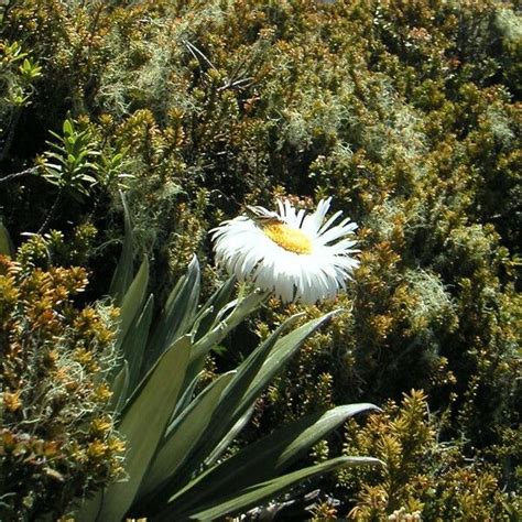 Silvery Cotton Celmisia Semicordata Plant Care And How To Grow Water