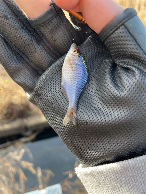 おはぎキャッツ さんの 2024年01月22日のタイリクバラタナゴの釣り・釣果情報茨城県 茨城県龍ケ崎市近辺 アングラーズ