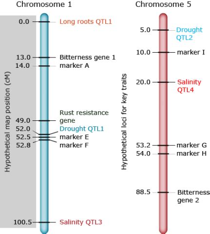 Genetic Linkage Definition