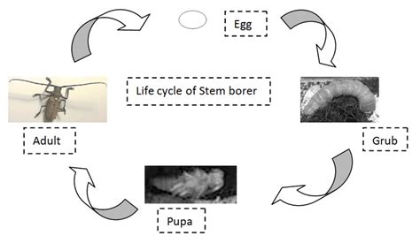 The Life Cycle Of Mango Stem Borer Download Scientific Diagram