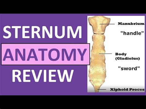 Sternum Anatomy Manubrium Gladiolus Xiphoid Process YouTube
