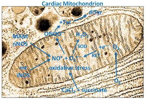 Modulation Of Peroxynitrite Produced Via Mitochondrial Nitric Oxide