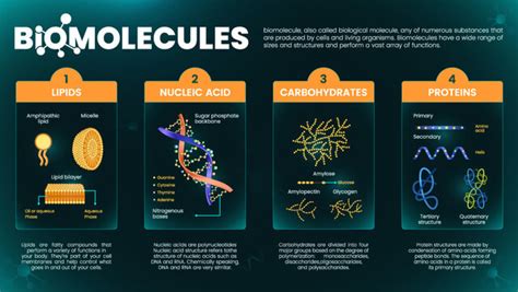 Biological Macromolecules