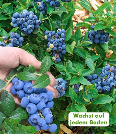 Baldur Garten Heidelbeeren Angebote Bis Zu 10 Reduziert