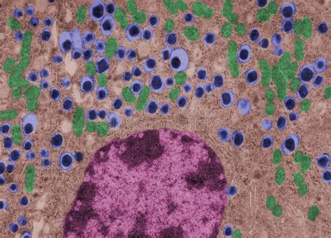 Beta Cell Langerhans Islet Stock Photo Image Of Islet Cytology