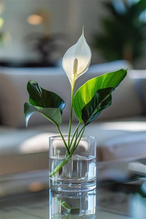 How To Grow A Peace Lily In Water Hydroponic Beauty Peace Lily