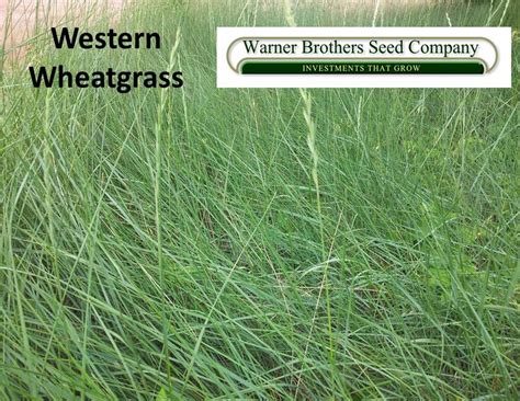 Warner Brothers Seed Company