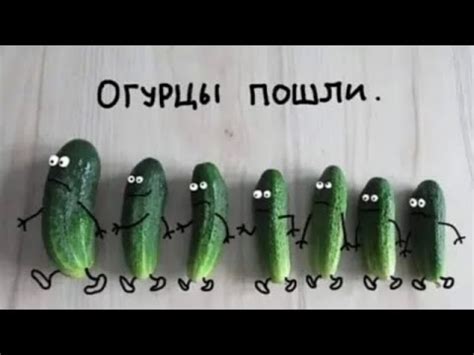 Огурцы пошли. - YouTube