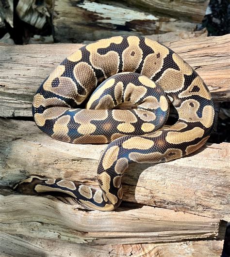 Variance In Normal Ball Pythons Ball Pythons MorphMarket Reptile