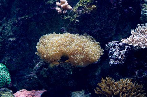 Frogspawn Coral Guide For Aquarium Care Coralrealm