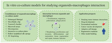 In Vitro Co Culture Models For Studying Organoids Macrophages