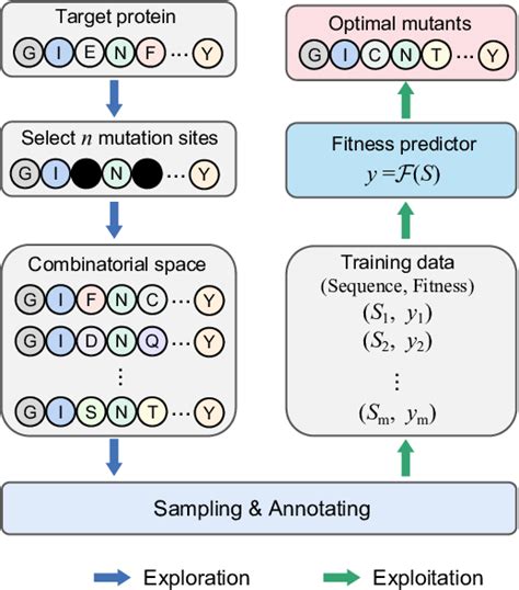The Paradigm Of The Machine Learning Assisted Directed Evolution Method
