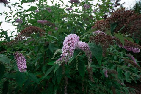 Propagating Buddleja Grow New Plants From Either Softwood Or Hardwood Cuttings Horticulture