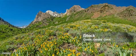 Wyethia Mollis는 일반적인 이름 양털 노새의 귀에 의해 알려진 Aster 가족의 꽃의 종입니다 시에라 네바다 산맥의