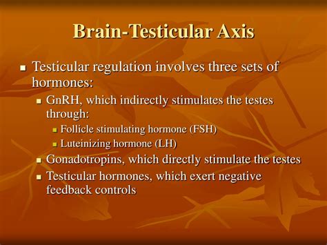 Ppt Brain Testicular Axis Powerpoint Presentation Free Download Id