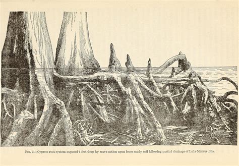 Science Art Cypress Root System Exposed 4 Feet Deep By Wave Action