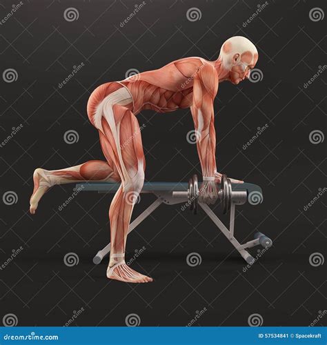 Tricep Kickback Stock Illustrations 6 Tricep Kickback Stock