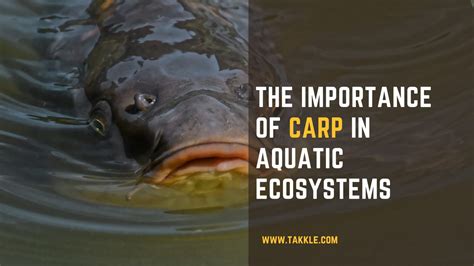 The Different Types Of Carp A Comprehensive Guide