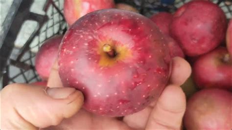 Продаж грушок з коліс Достигла Конференція Youtube