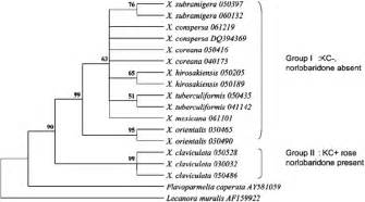 Nj Consensus Tree Based On Nrdna Its Sequences Nucleotide Kimura