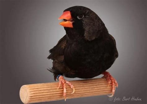 Pin Op Finches