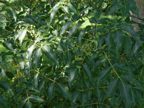 Future Plants By Randy Stewart Corktree