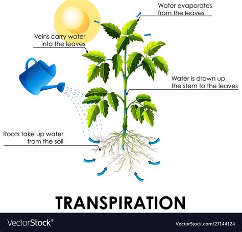 Transpiration Diagram Tree